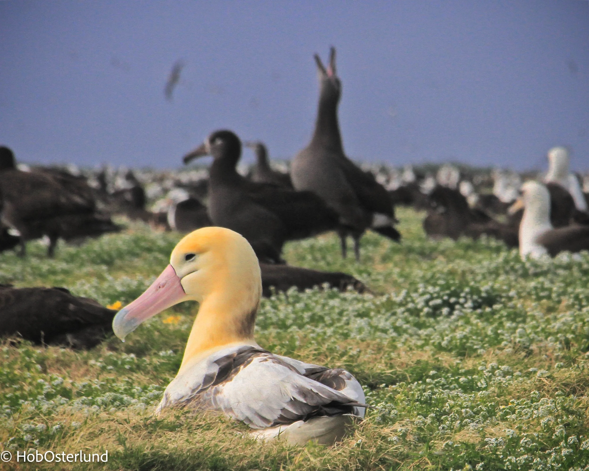 Of Mice and Mōlī: Protecting Seabirds on Midway Atoll — The Safina Center