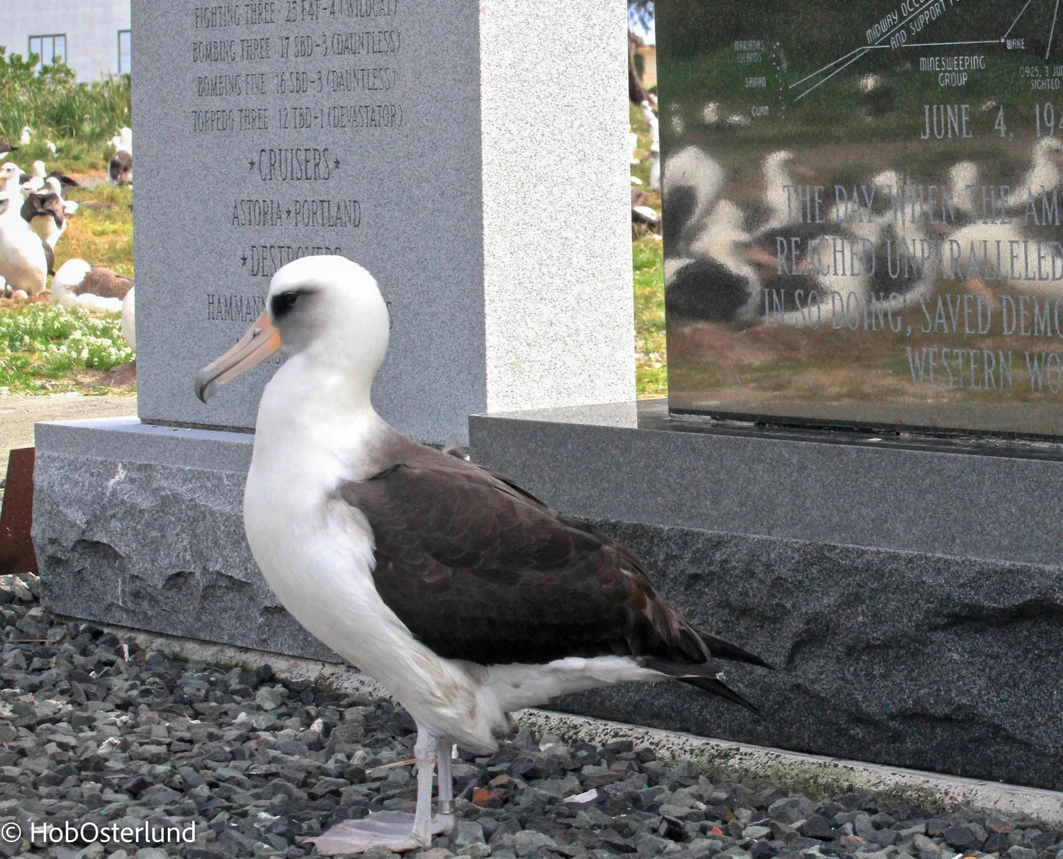 Of Mice and Mōlī: Protecting Seabirds on Midway Atoll — The Safina Center