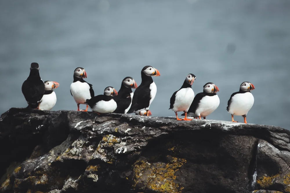 An Urgent Call to Protect Iceland's Puffins — The Safina Center