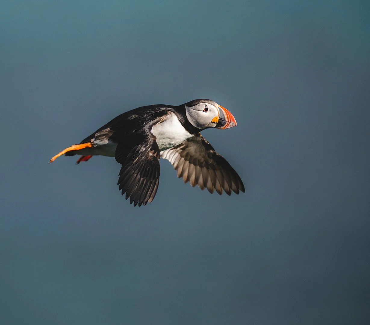 An Urgent Call to Protect Iceland's Puffins — The Safina Center