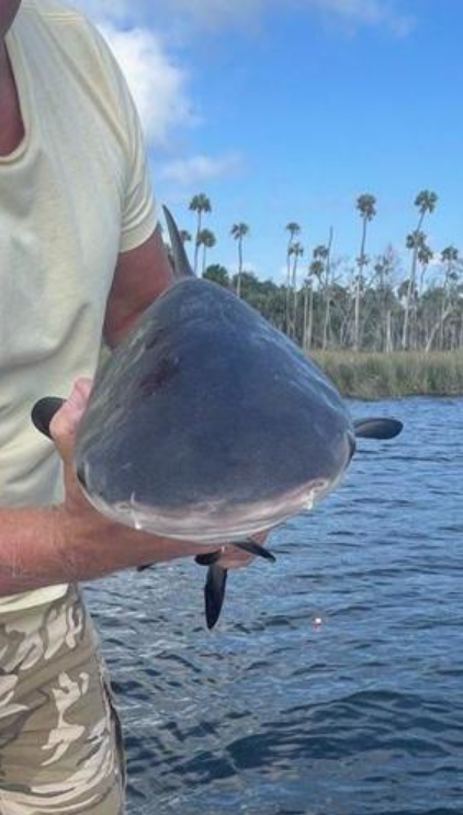 Finding Bull Shark Nurseries — The Safina Center