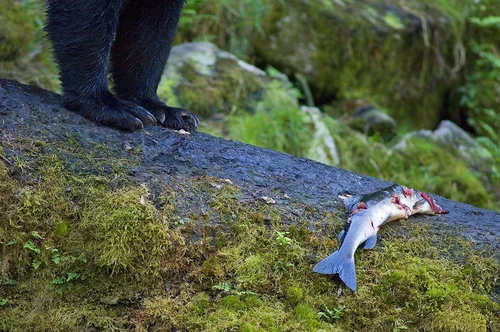 Salmon in the Trees — The Safina Center