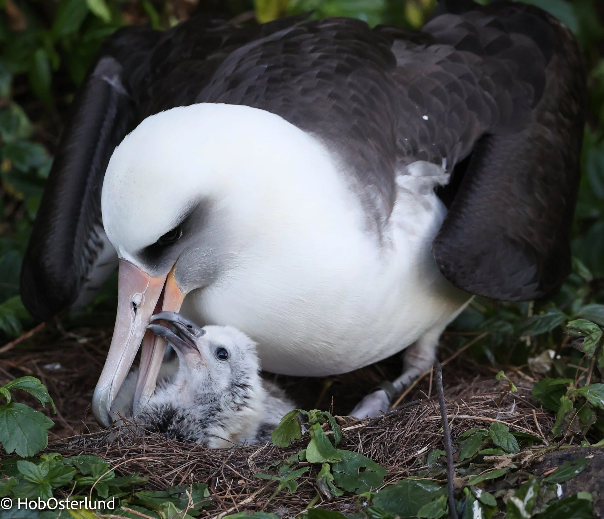 Boopsie and the Birds: One Womanʻs Solution to Cat Predation — The ...
