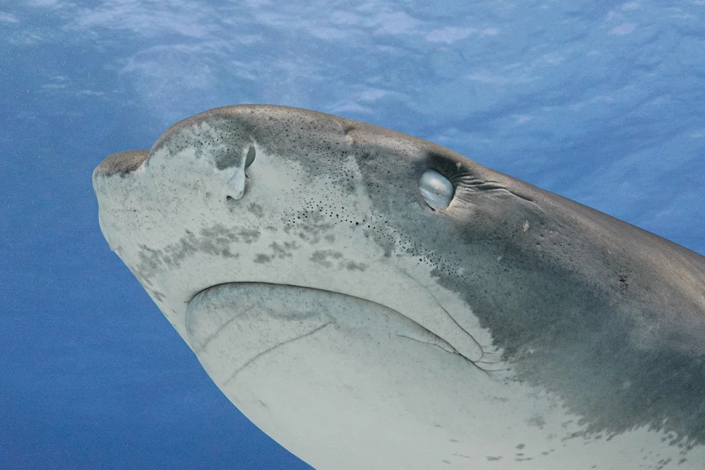 Unveiling the Mystical Connections: Sharks and Indigenous Mythology ...