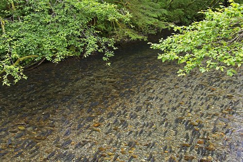 Salmon in the Trees — The Safina Center
