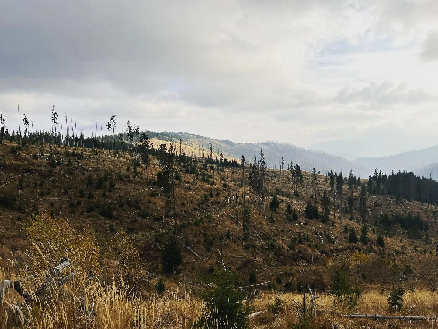 Our Board — Forests Without Frontiers