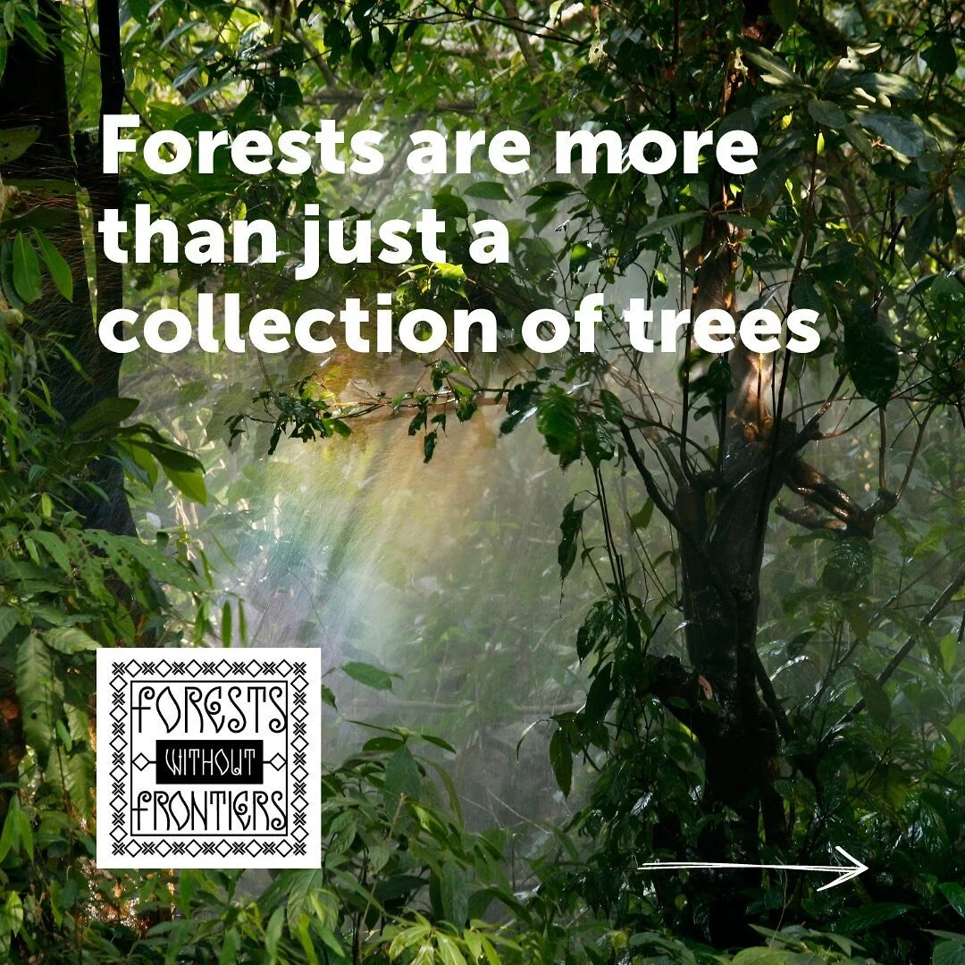 Our Board — Forests Without Frontiers