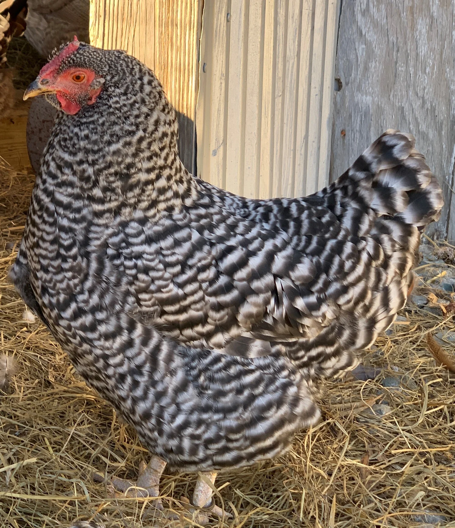 Chickens — Hale Family Farm