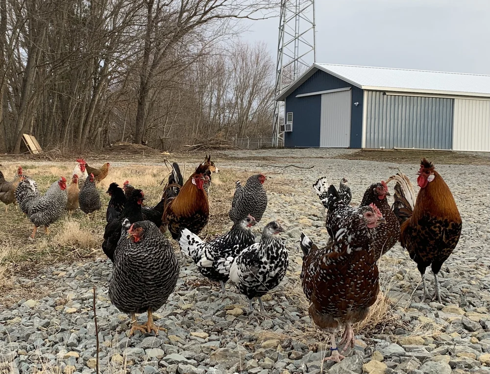 Chickens — Hale Family Farm