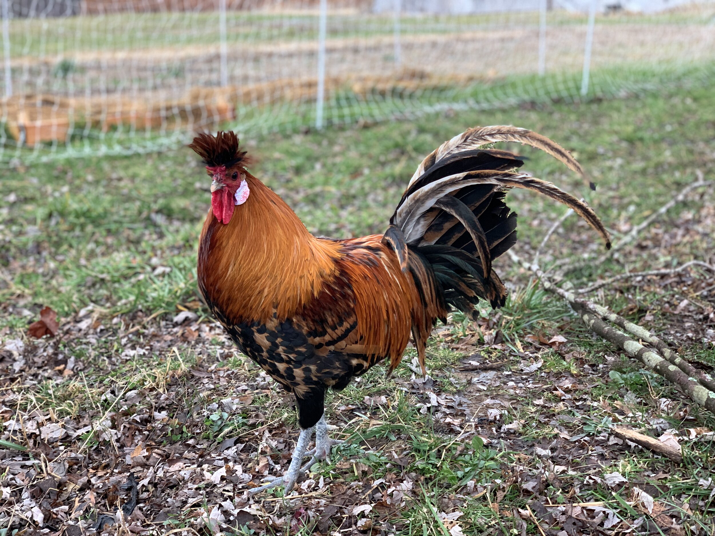 Chickens — Hale Family Farm