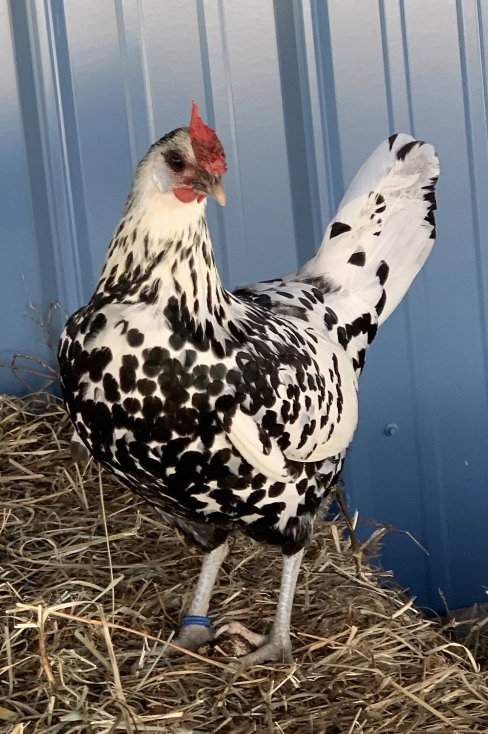 Chickens — Hale Family Farm