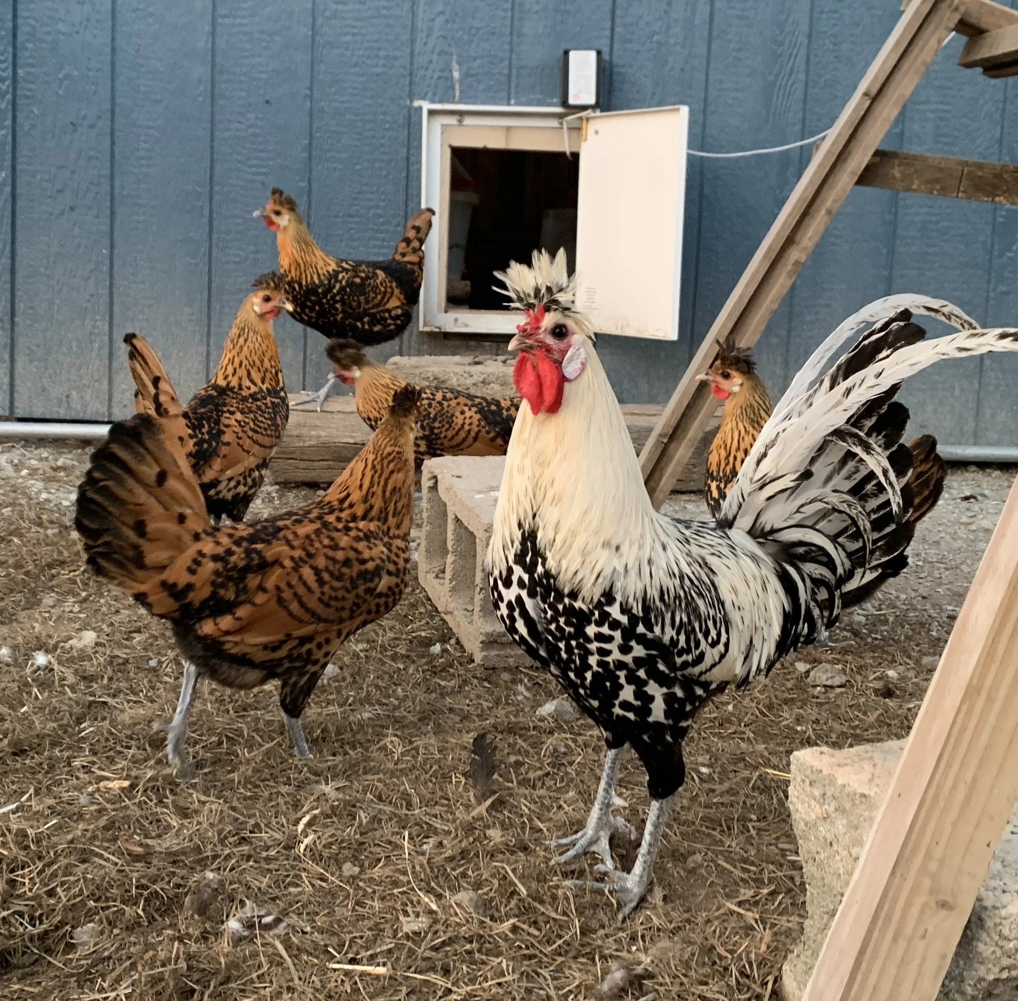 Order Online — Hale Family Farm