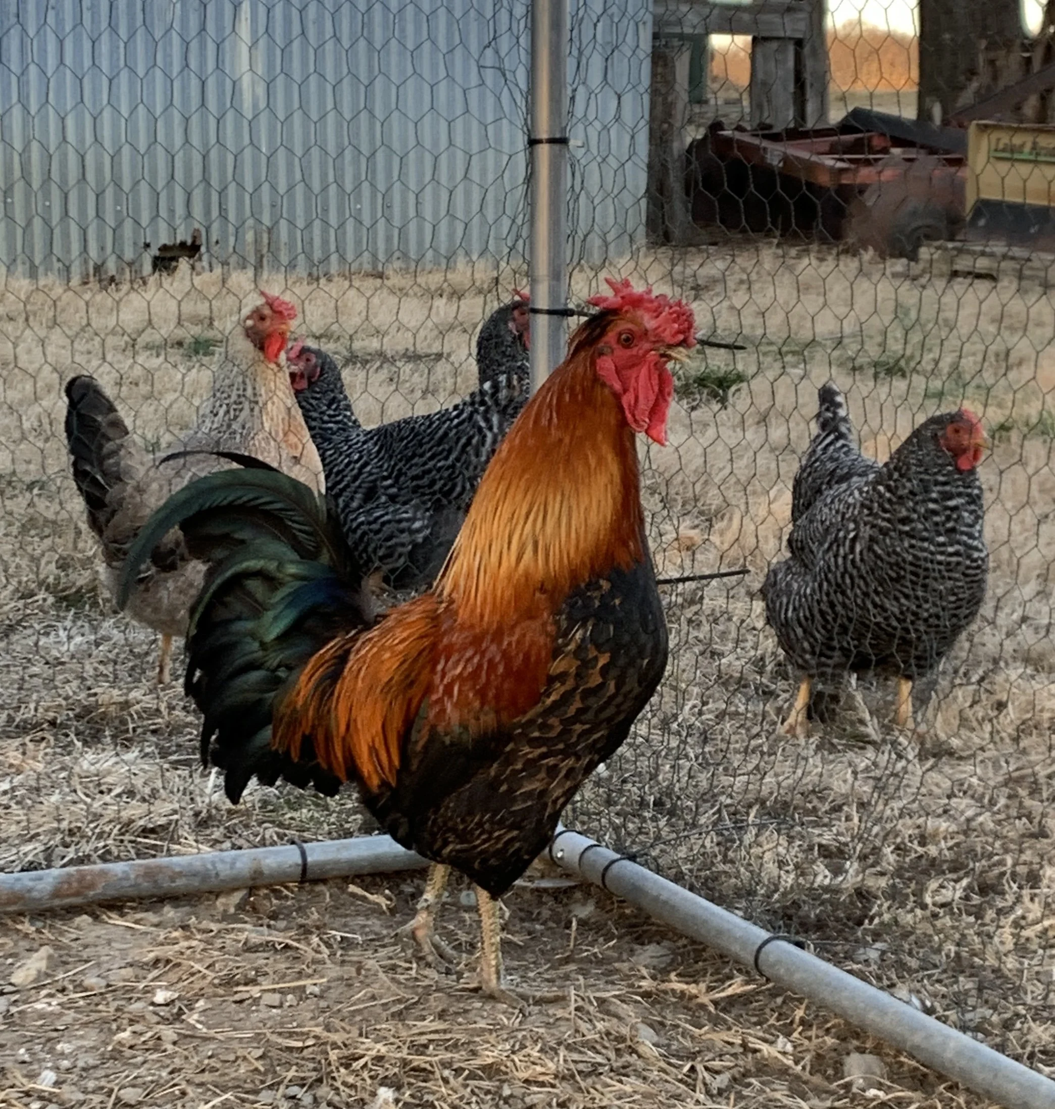Our Chickens — Hale Family Farm