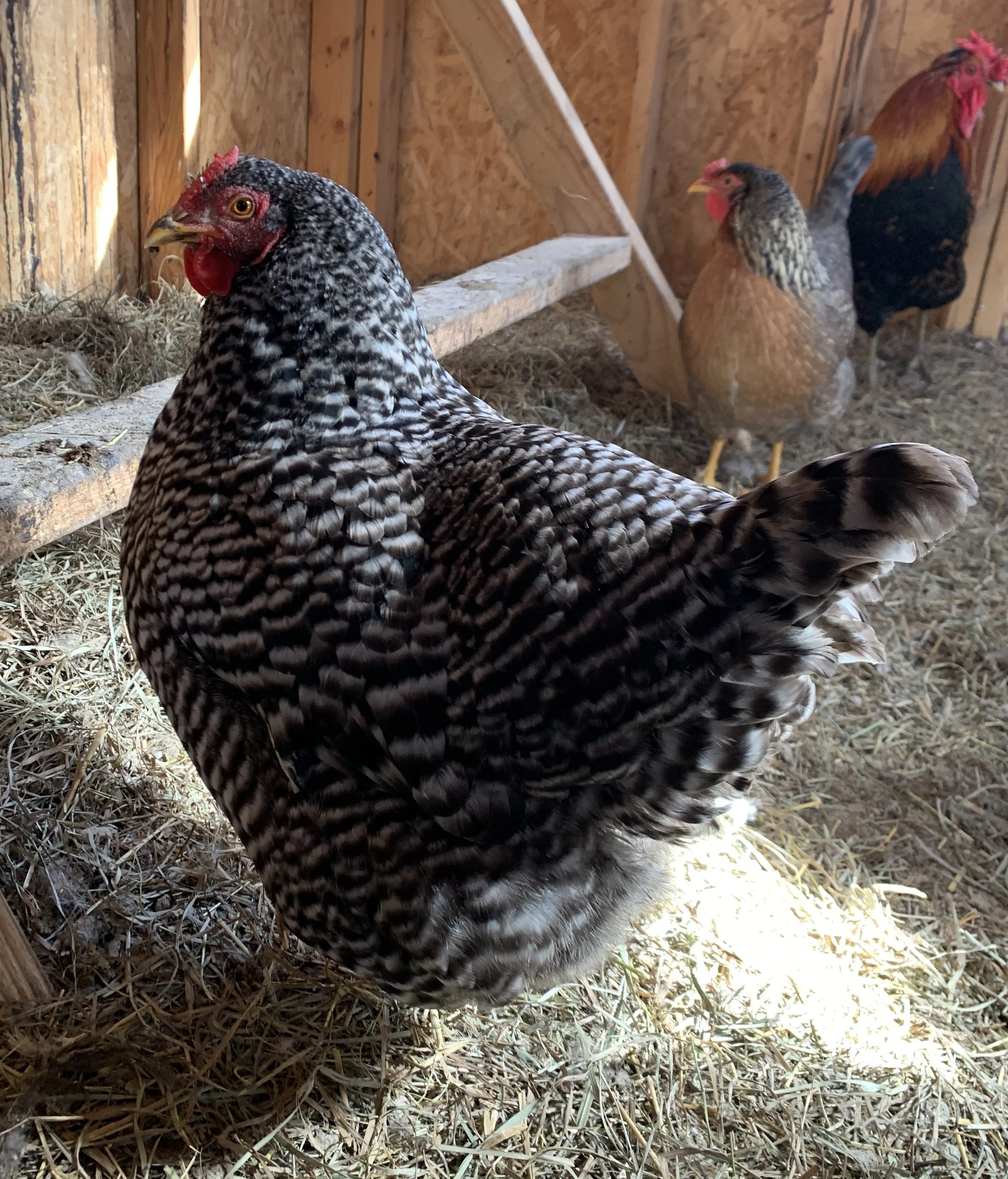 Our Chickens — Hale Family Farm