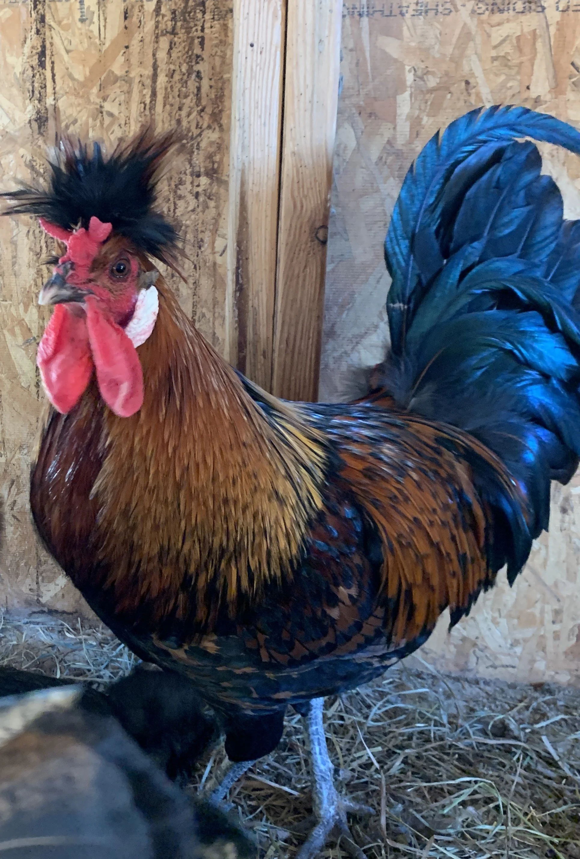 Our Chickens — Hale Family Farm