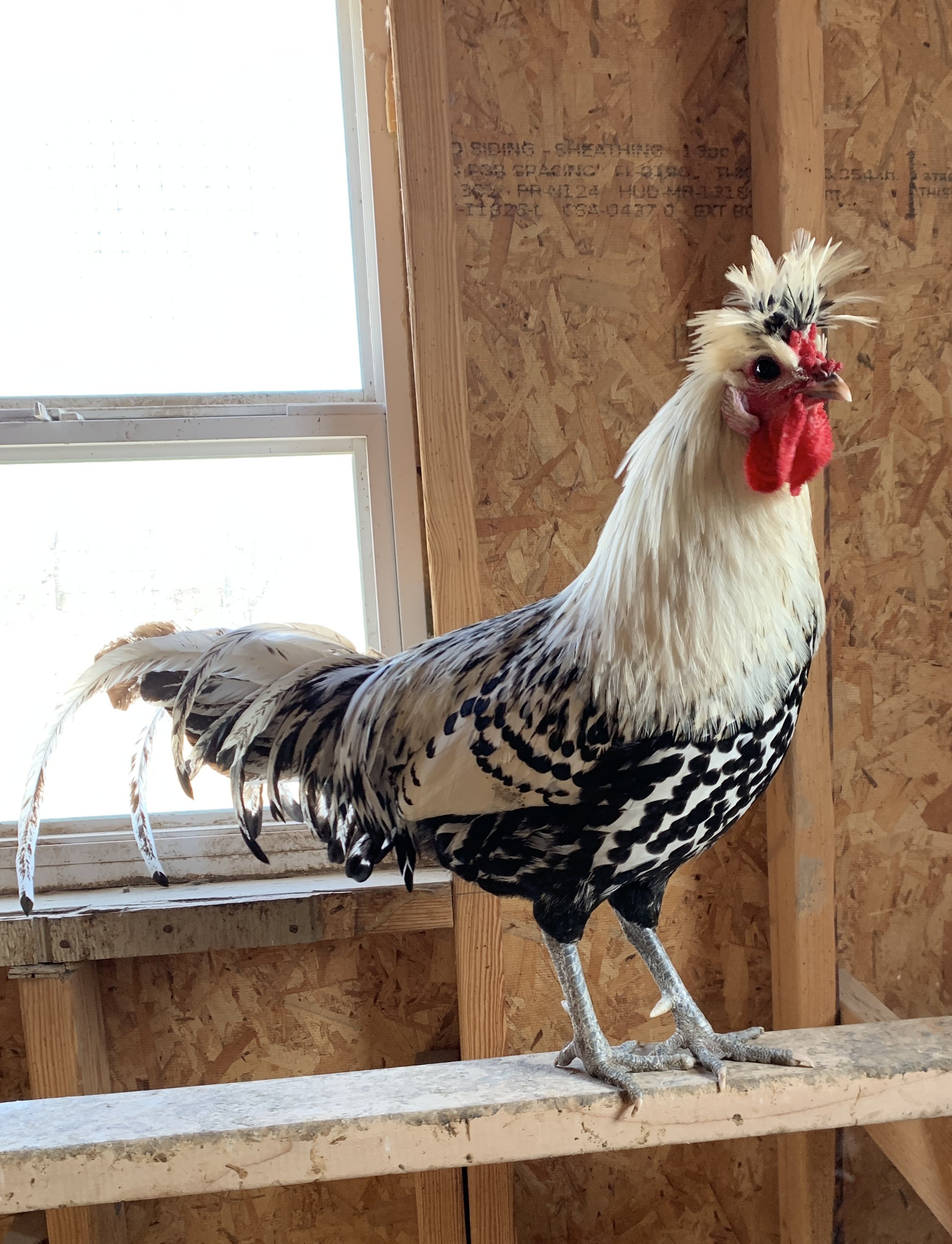 Our Chickens — Hale Family Farm