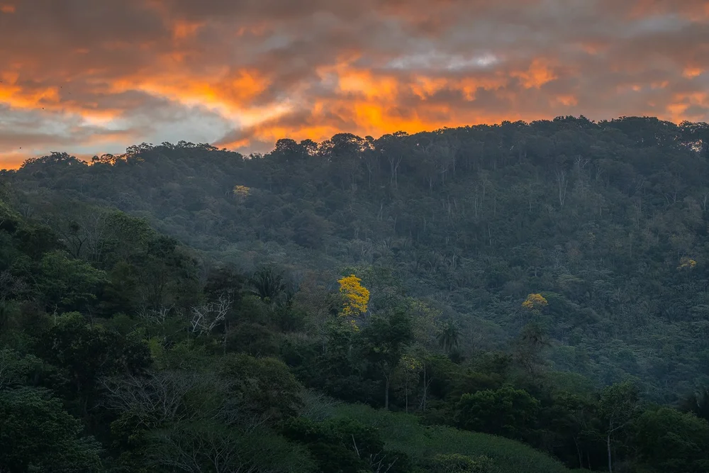 The Yellow Poui Tree, wild & beautiful — Ziad Joseph Photography