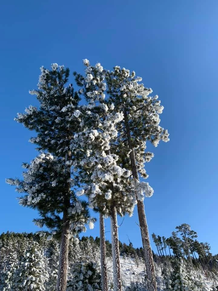 Custer State Park Drive — Dave's World Tours