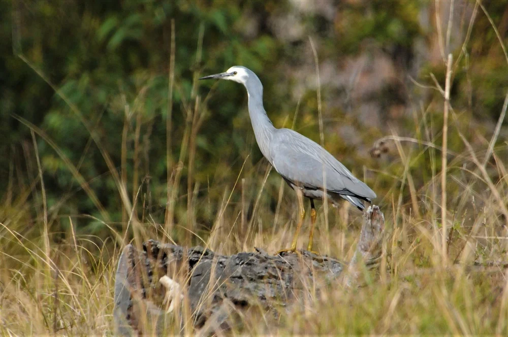 Photo Gallery — Dungog Common Recreation Reserve