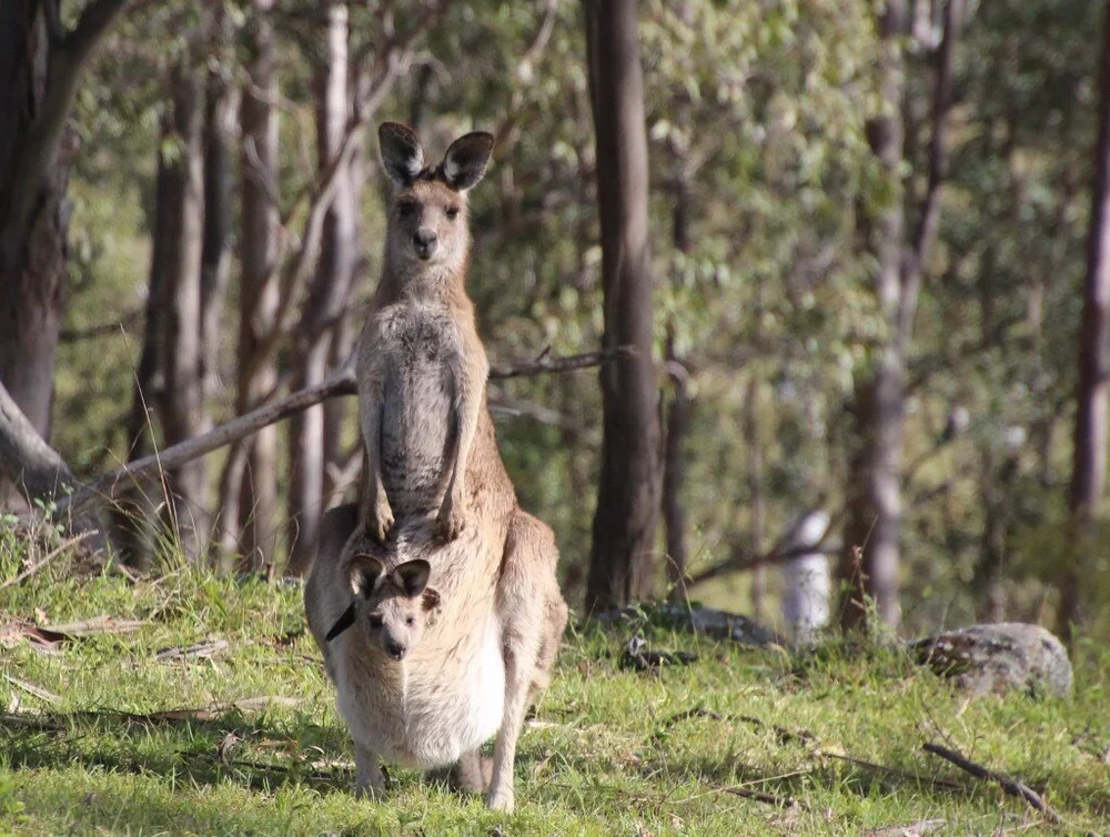 Photo Gallery — Dungog Common Recreation Reserve