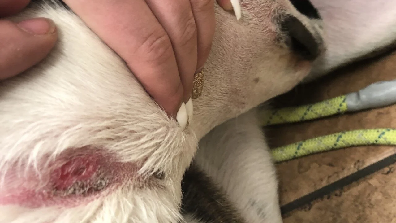 Don't Jerk or Pull, Use a Harness- Part 2/4 — Welfare For Animals