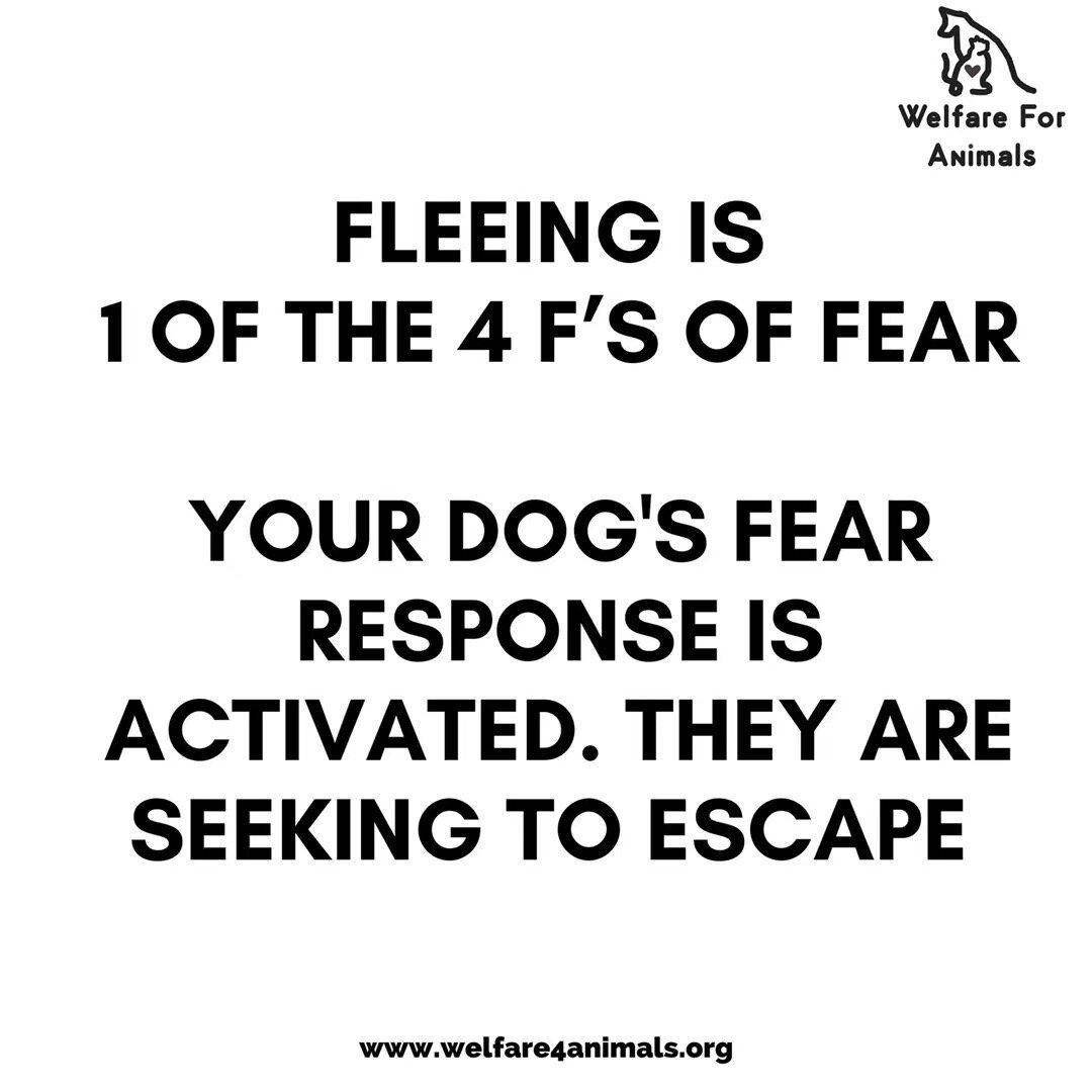 The 4F’s of Fear- Fear Responses — Welfare For Animals