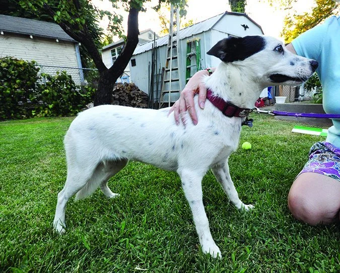 The 4F’s of Fear- Fear Responses — Welfare For Animals