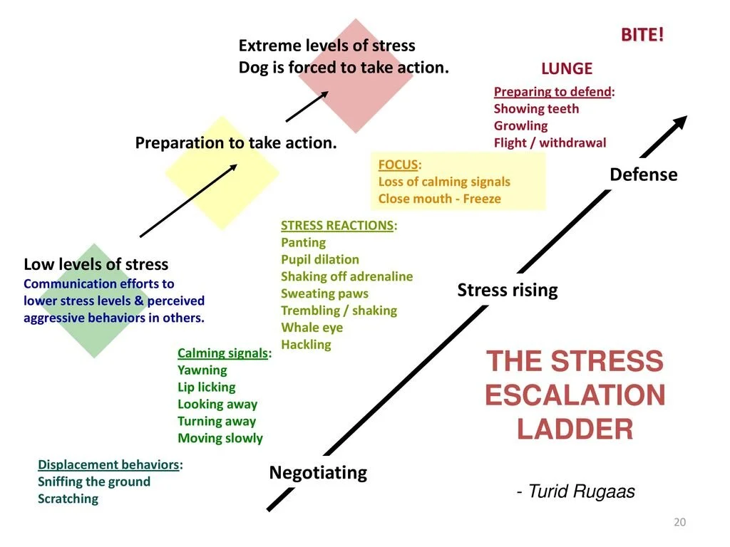 The 4F’s of Fear- Fear Responses — Welfare For Animals