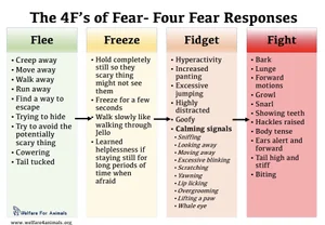 The 4F’s of Fear- Fear Responses — Welfare For Animals