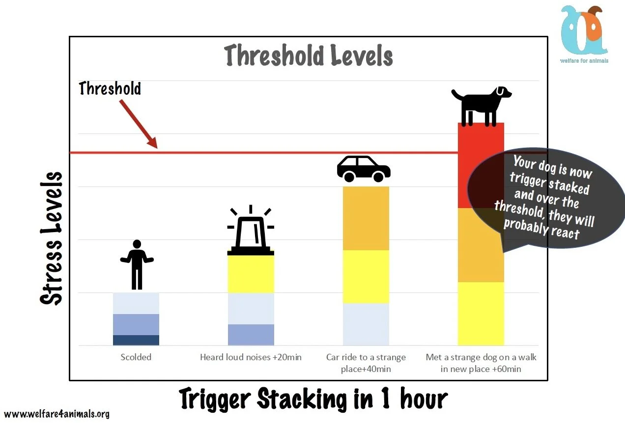 Holiday Pet Safety — Welfare For Animals