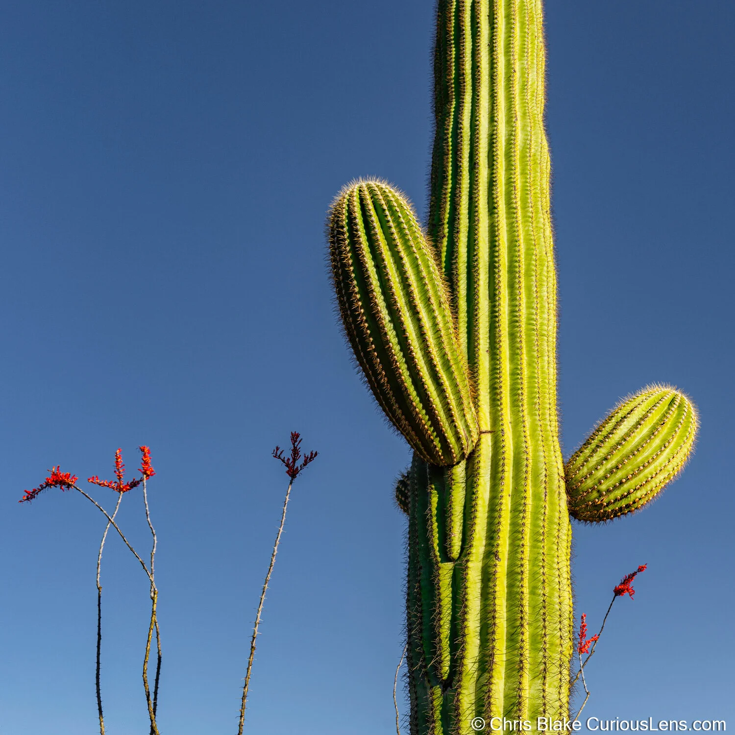 Sahara Cactus