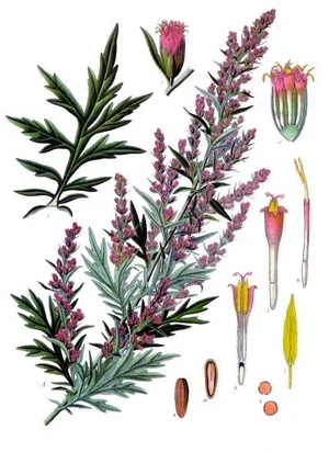 Mugwort: It's Benefits, Side Effects, and How to Use It — Balance Into ...