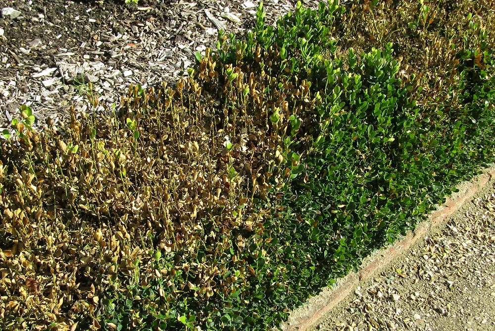 Head Gardener's Blog: Box Blight — Riverhill Himalayan Gardens