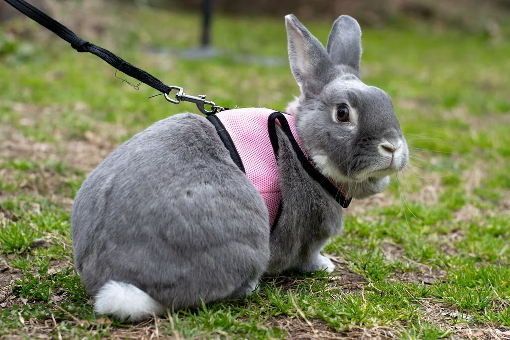 Wildlife Ambassadors — Piedmont Wildlife Center