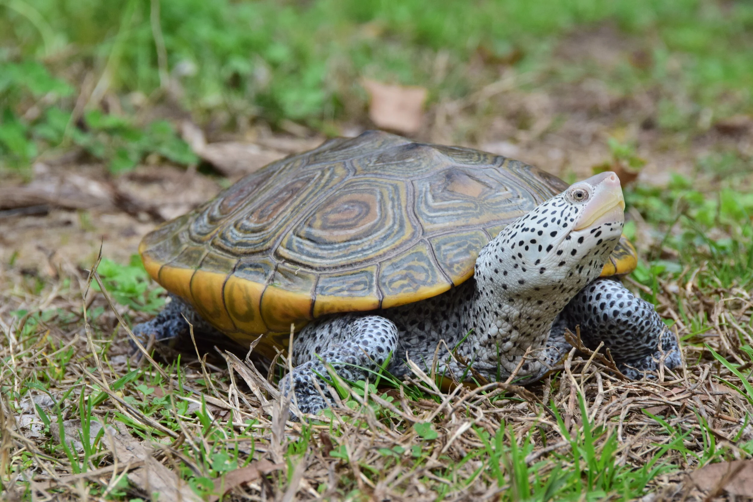 Wildlife Ambassadors — Piedmont Wildlife Center
