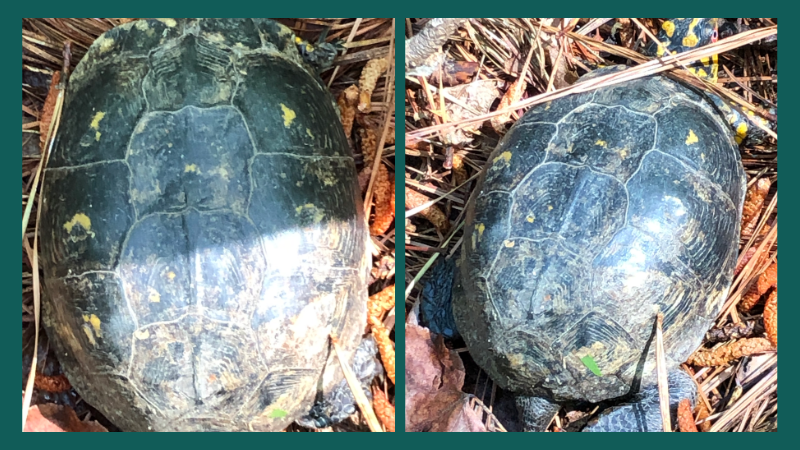 Turtle Trekkers is Tapping into AI! — Piedmont Wildlife Center
