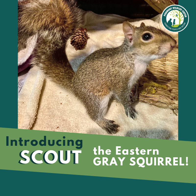Meet Scout the Squirrel — Piedmont Wildlife Center