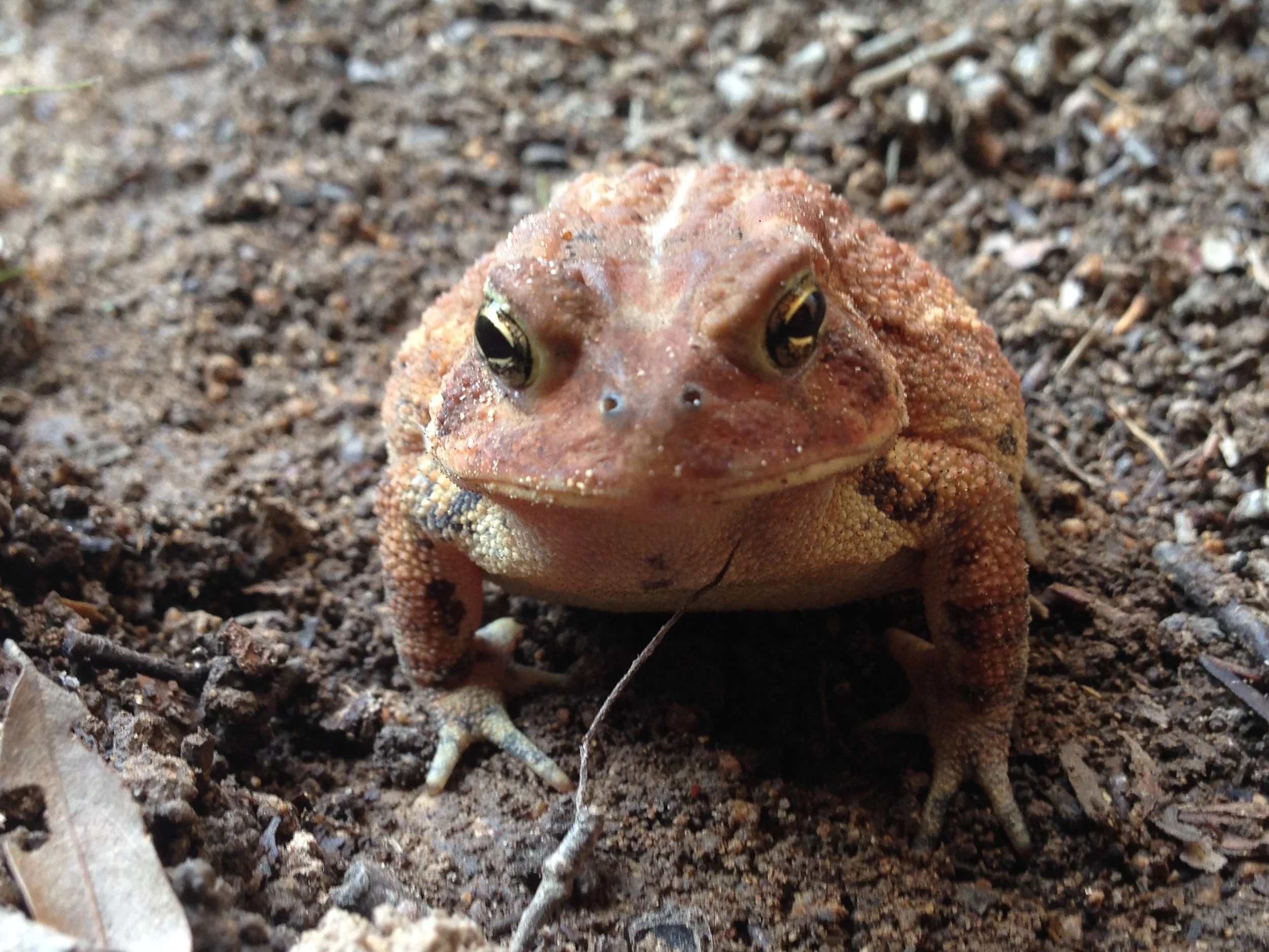 Biological Inventory — Piedmont Wildlife Center
