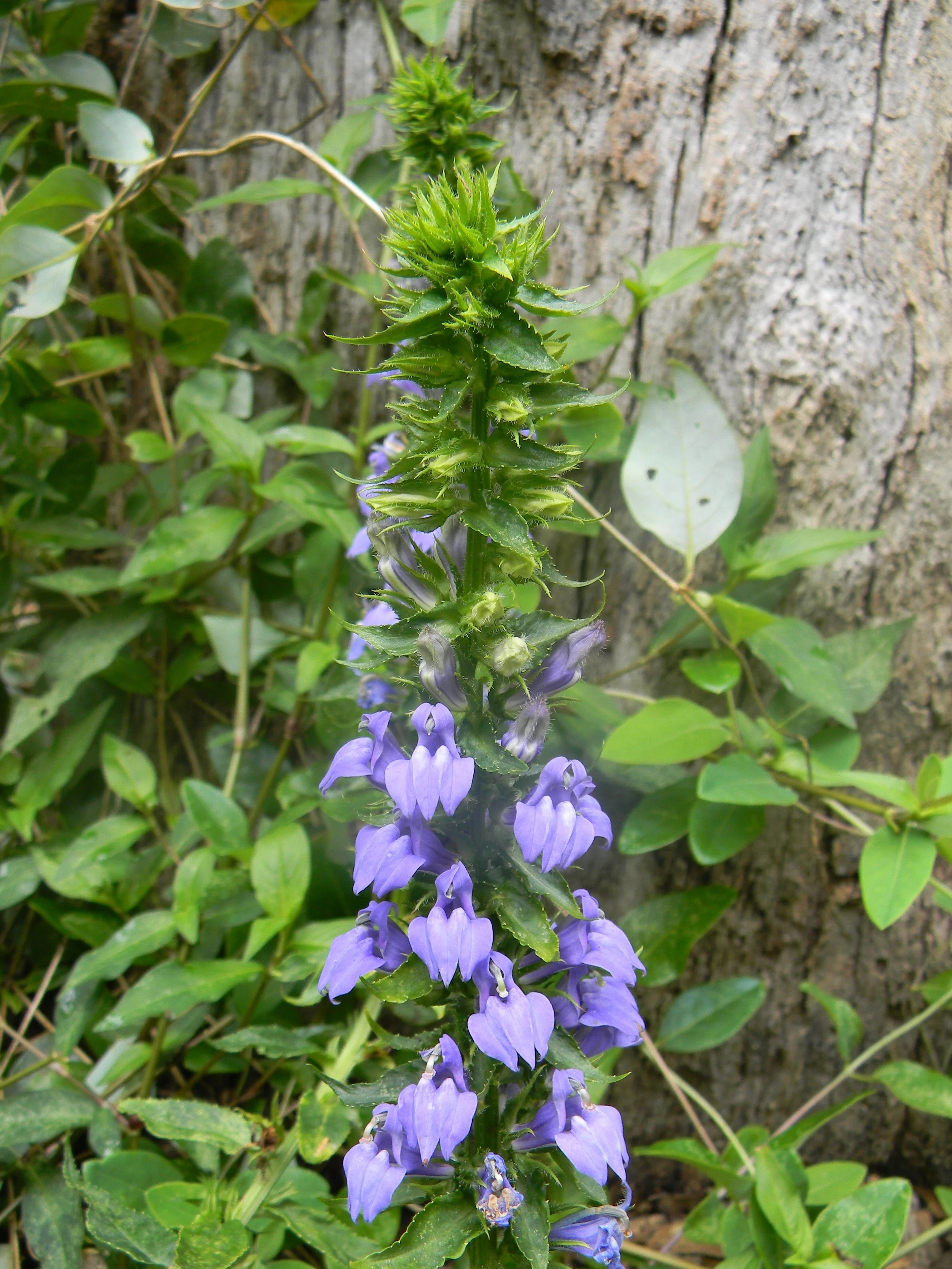 Biological Inventory — Piedmont Wildlife Center