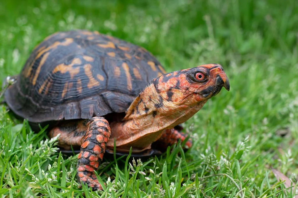 Sponsor A Box Turtle and Raise Conservation Awareness! — Piedmont ...