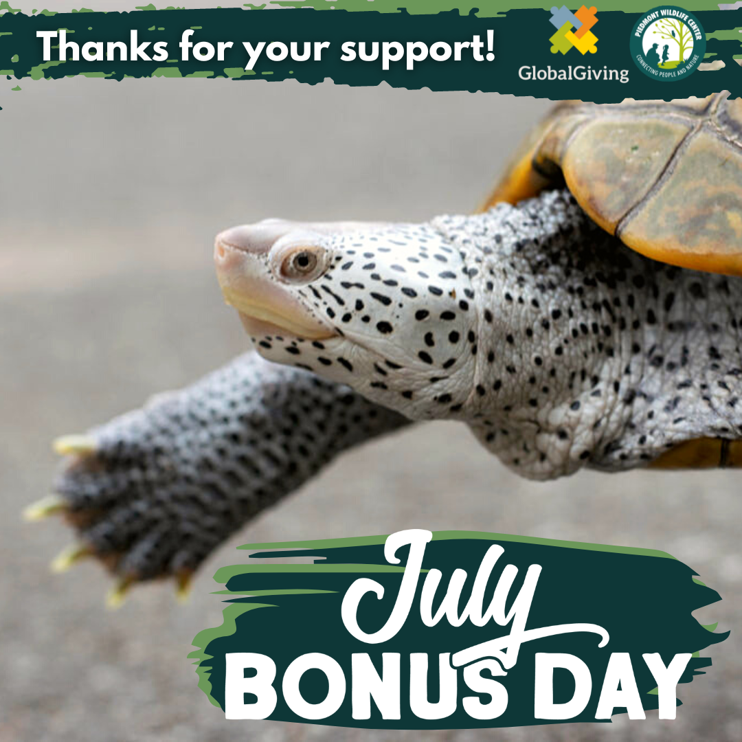 You helped us raise $4,014 this July Bonus Day! — Piedmont Wildlife Center