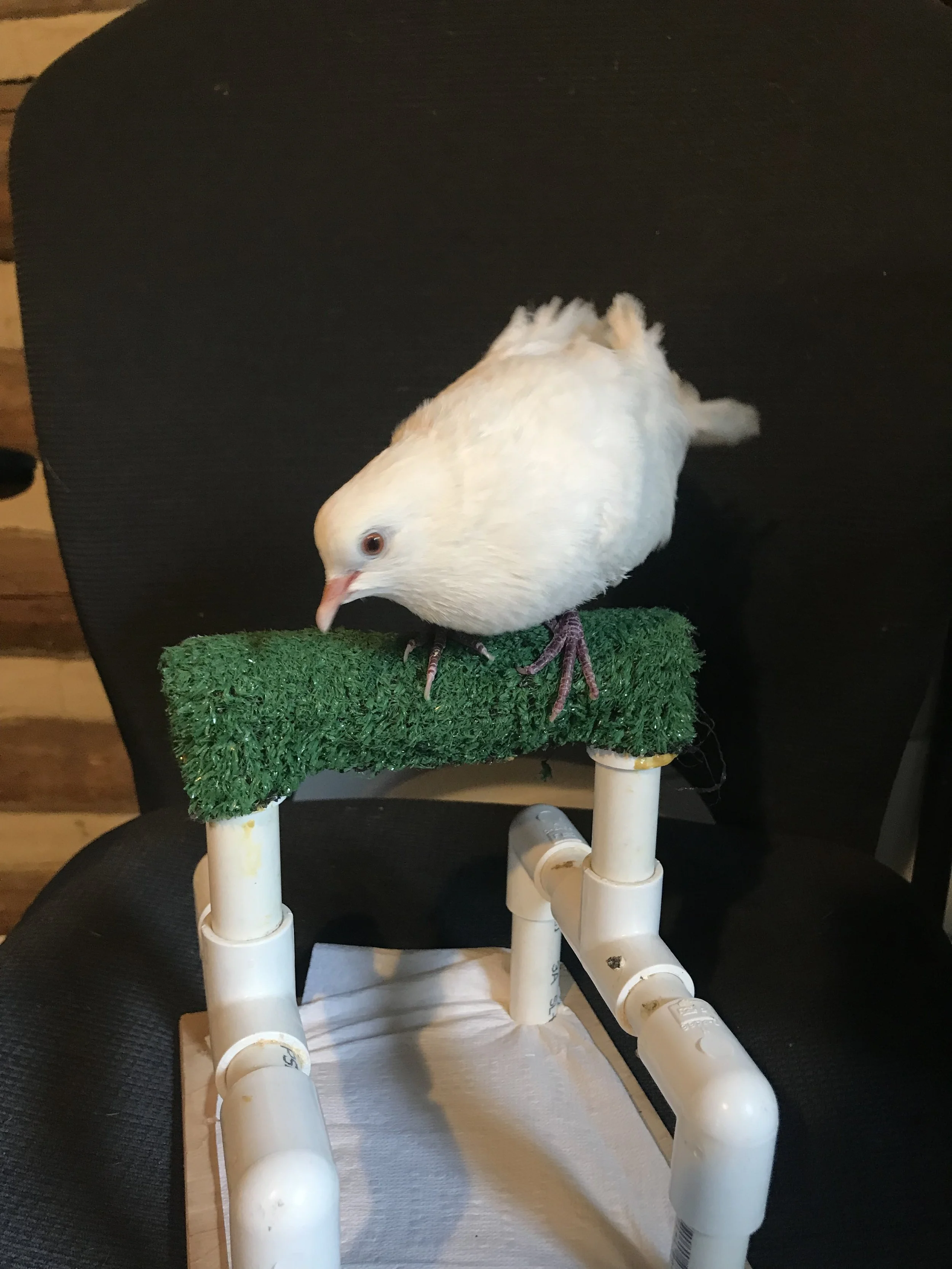 In Memory: Miracle the Dove — Piedmont Wildlife Center
