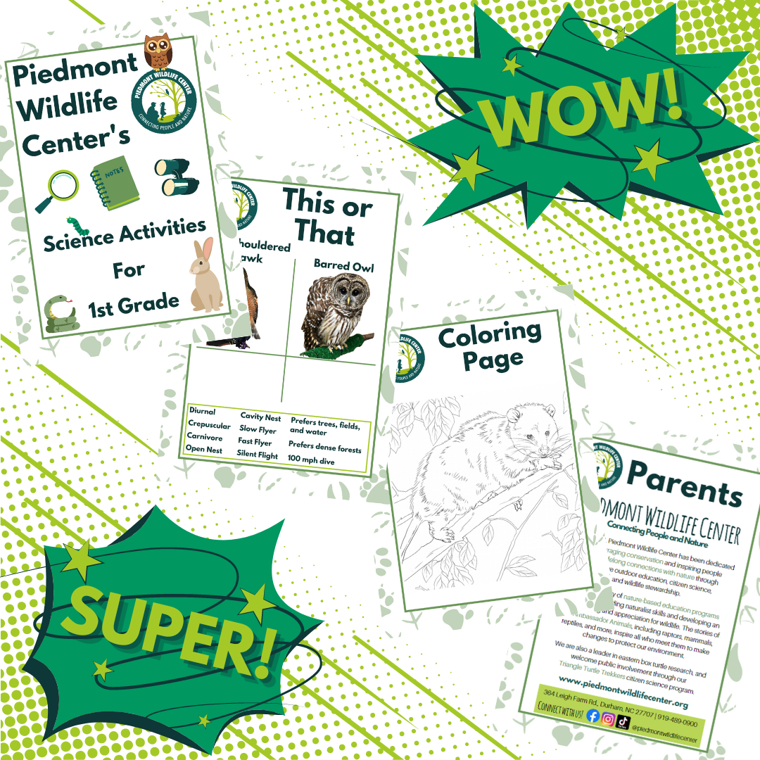 1st Grade Activity Booklet — Piedmont Wildlife Center