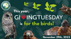 GivingTuesday 2022 is For The Birds! — Piedmont Wildlife Center