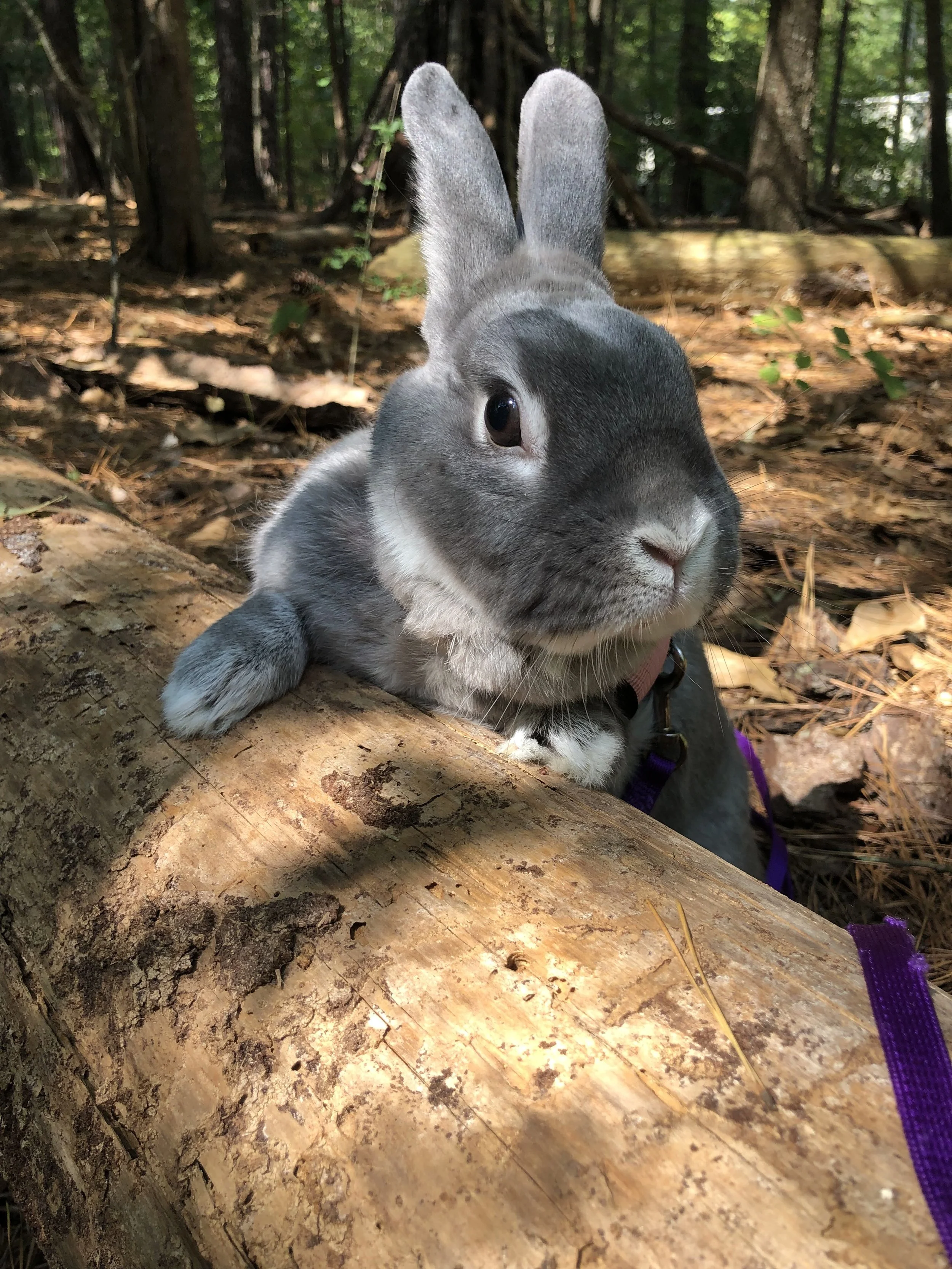 Adopt-An-Ambassador Program Mammals — Piedmont Wildlife Center