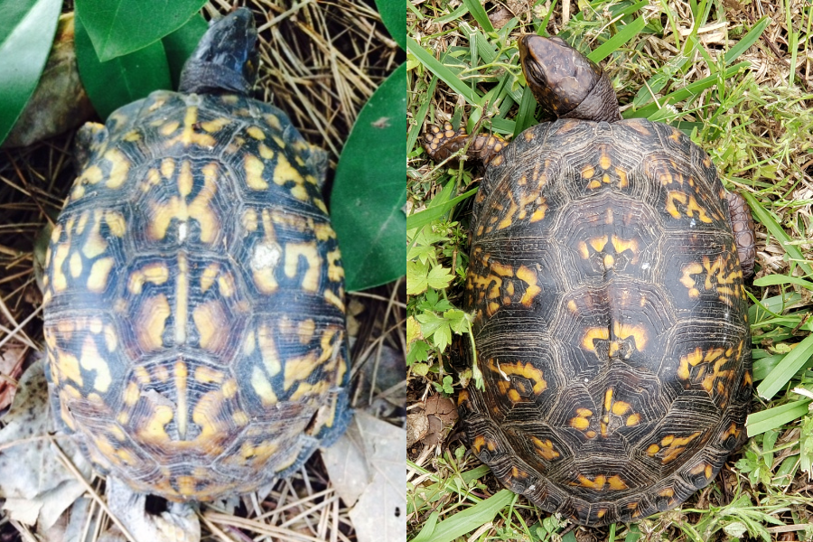 Triangle Turtle Trekkers — Piedmont Wildlife Center