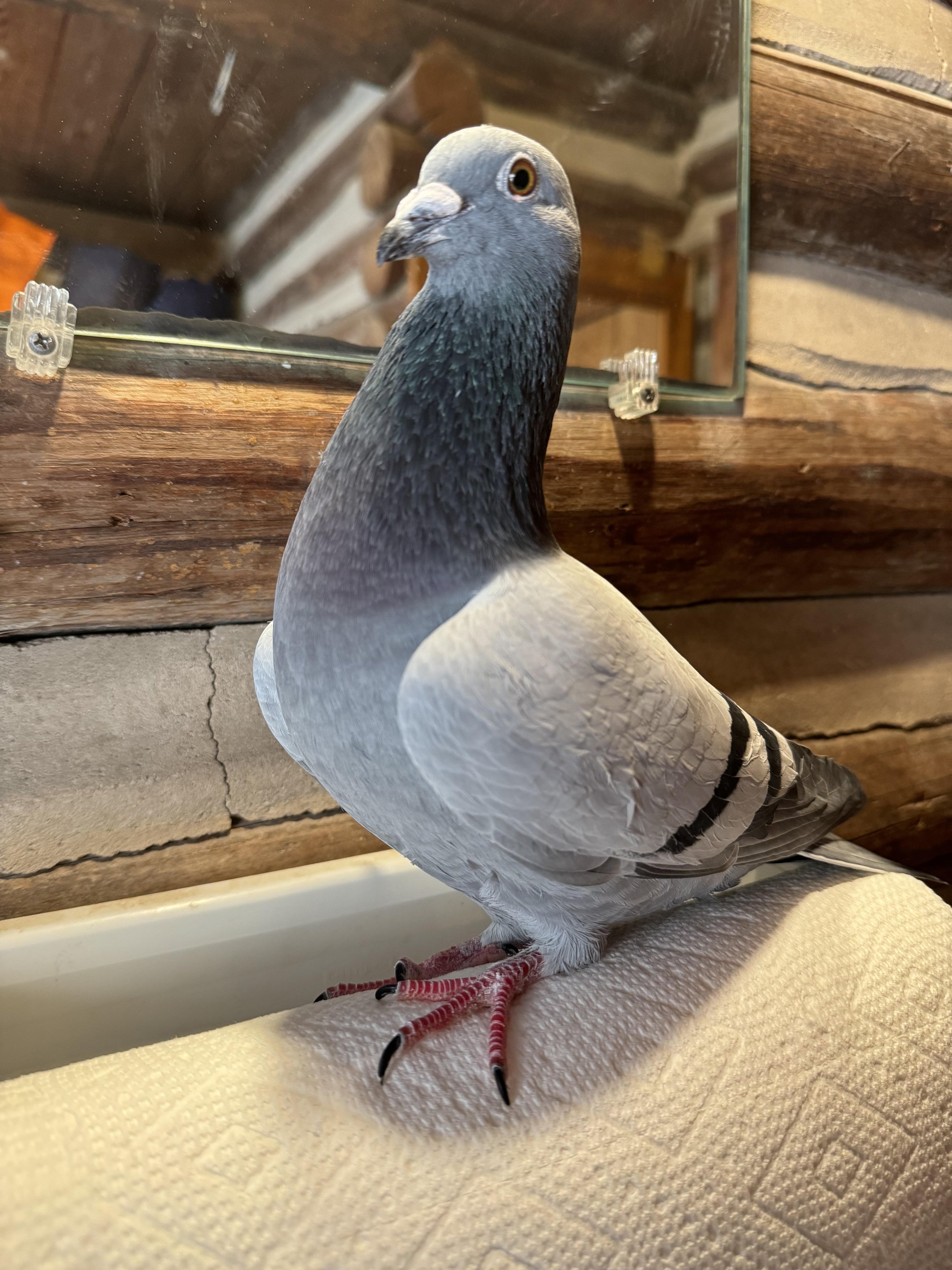 Adopt-An-Ambassador Program Raptors — Piedmont Wildlife Center