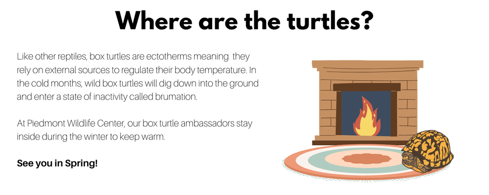 Triangle Turtle Trekkers — Piedmont Wildlife Center