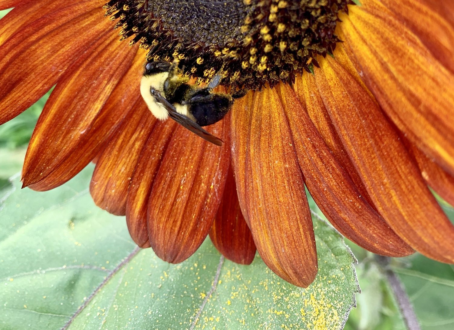 Happy Pollinator Week from PWC! — Piedmont Wildlife Center