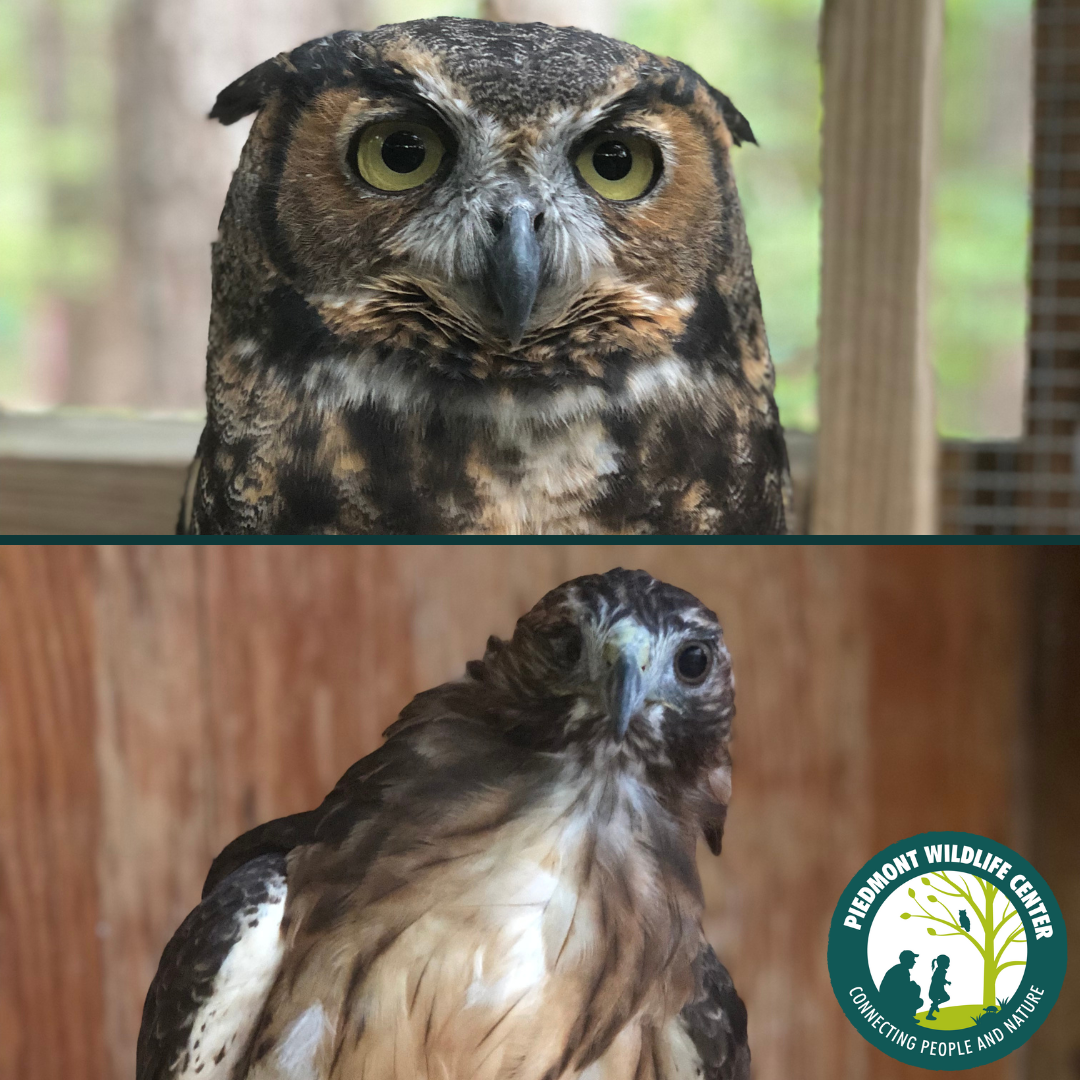 Welcome Juniper and Wink! — Piedmont Wildlife Center
